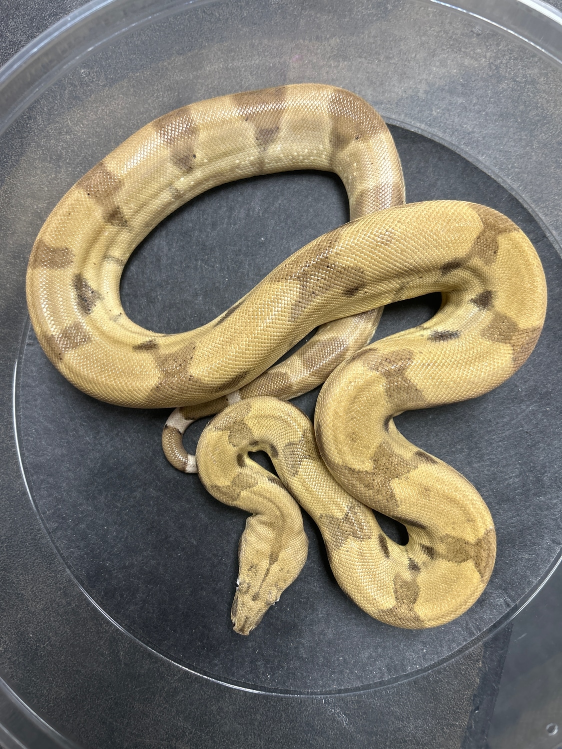Pos Super Ghost Ph Albino Boa Constrictor by A-List Animals - MorphMarket