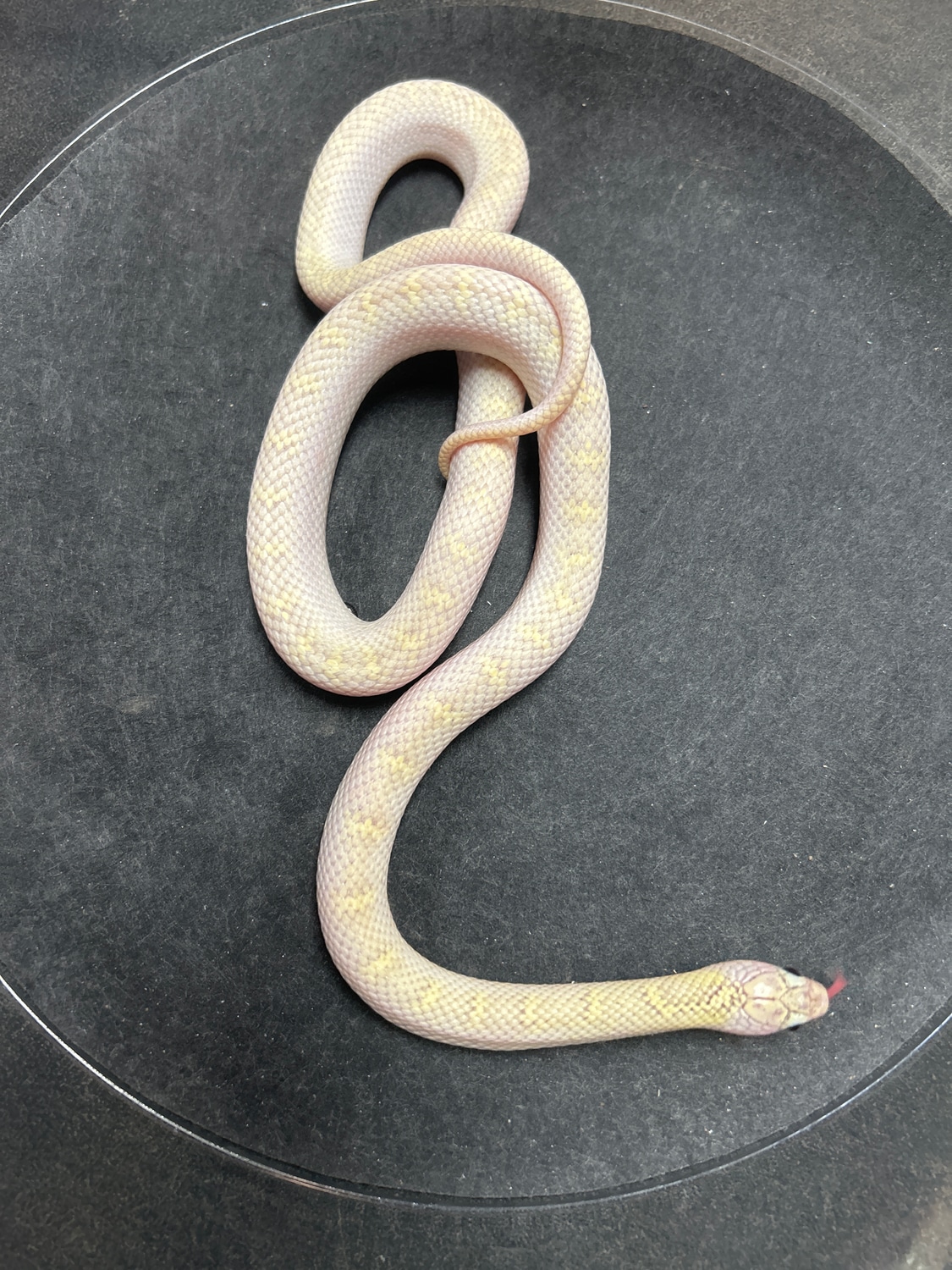 Hypo White Side Florida Kingsnake by A-List Animals - MorphMarket