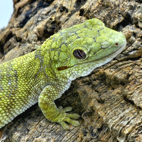 Eurydactylodes Symmetricus Chameleon Gecko by A-List Animals