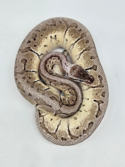 VPI Axanthic Dragonfly GHI Ball Python by A-List Animals