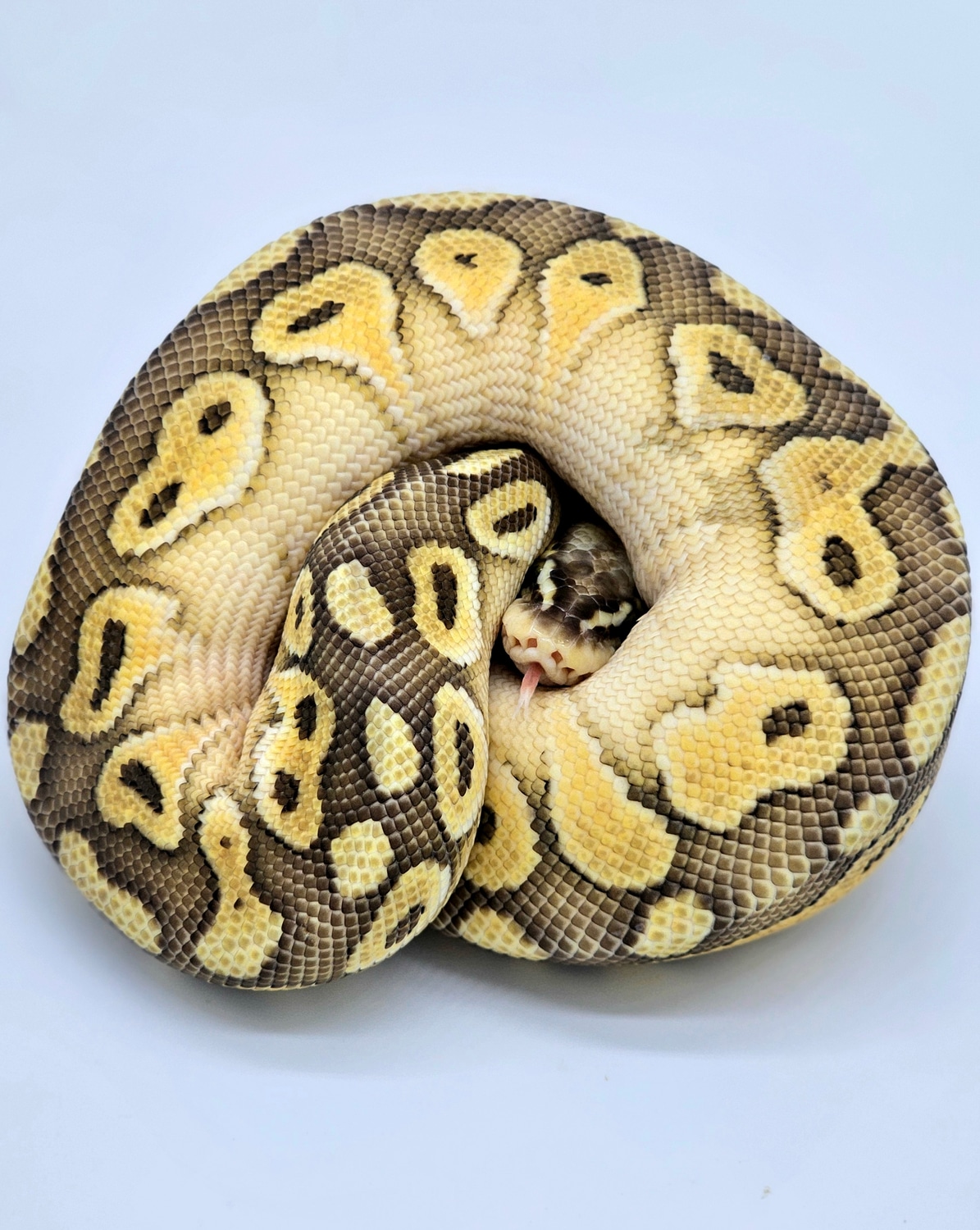 Super Pastel Lesser Het Clown Ball Python by A-List Animals - MorphMarket