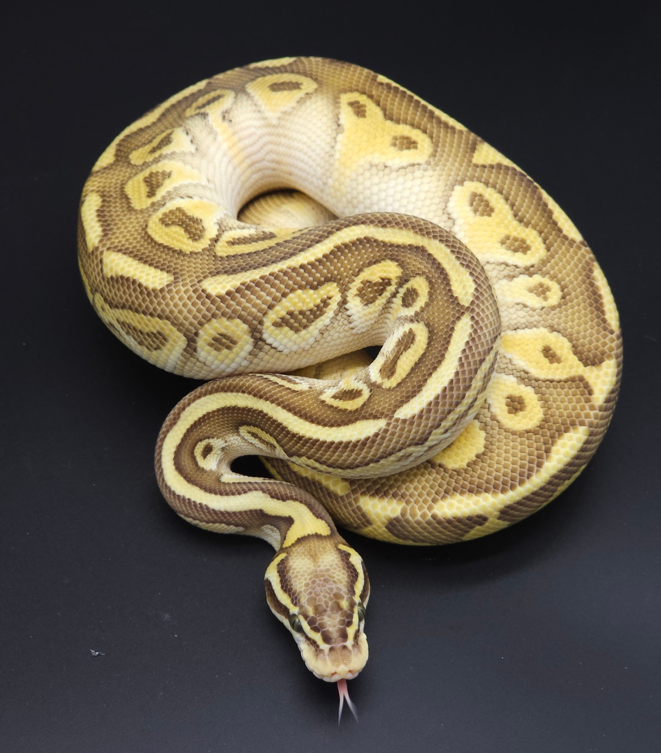 Pastel Butter Ball Python by A-List Animals - MorphMarket