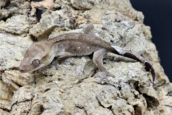 Axanthic Crested Gecko Male AE Line by A-List Animals