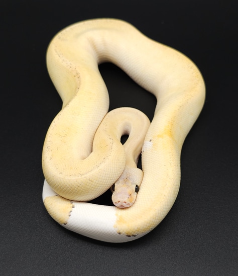 Champagne Firefly Het G-Stripe Pos Satin Ball Python by A-List Animals