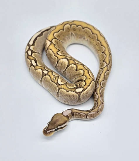 2023 Bamboo Het Ultramel Ball Python by A-List Animals