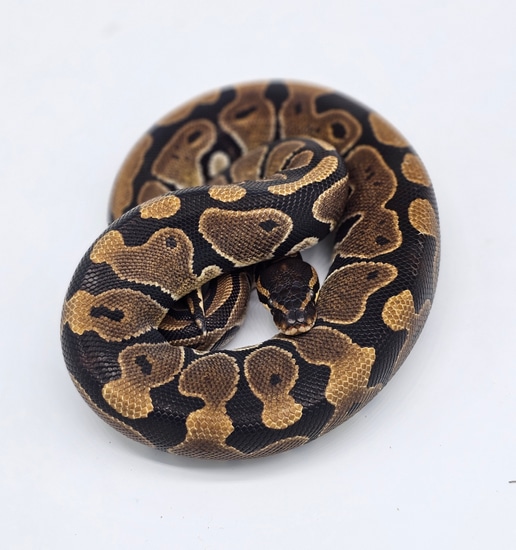 Normal Ball Python by A-List Animals