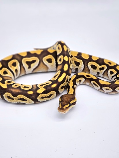 Mojave Monarch Ball Python by A-List Animals
