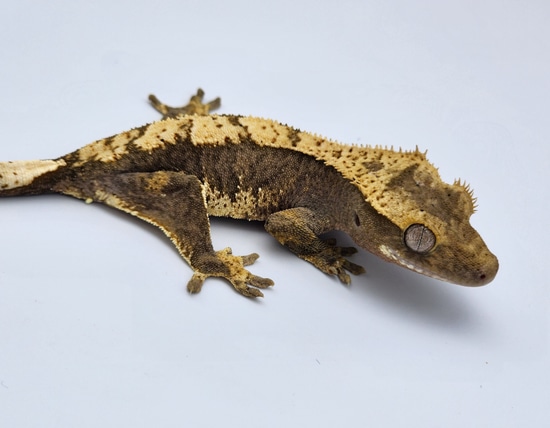 100% Het Axanthic Crested Gecko by A-List Animals
