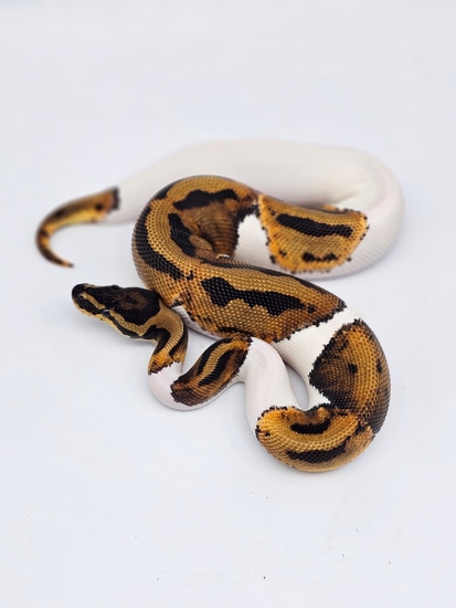 Pied Het DG Ball Python by A-List Animals