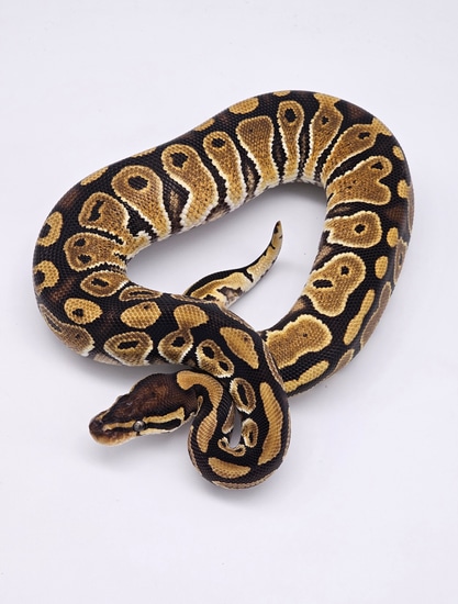 Special Ball Python by A-List Animals