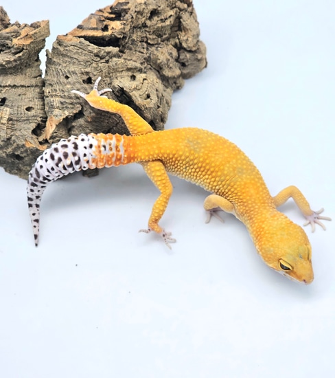 Gecko Genetics X Blood Tangerine Leopard Gecko by A-List Animals