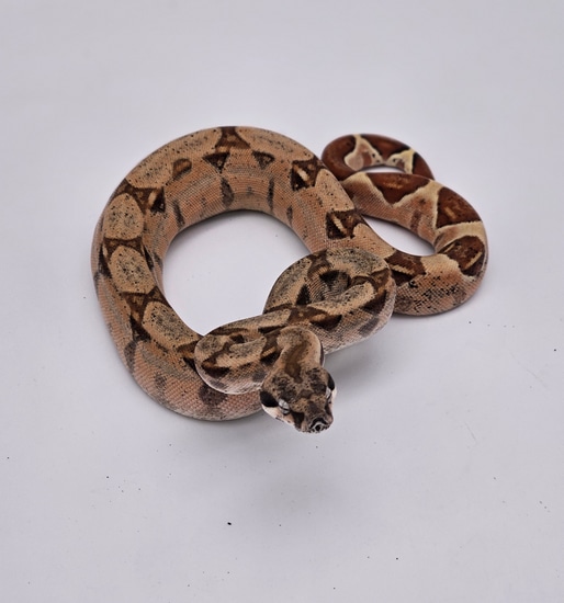 Hypo Columbian Boa Boa Constrictor by A-List Animals