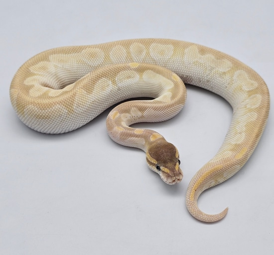 Crystal Ph Monsoon Ball Python by A-List Animals