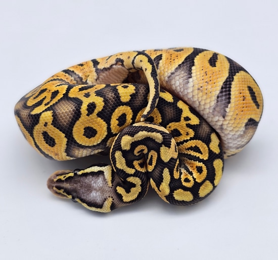 Pastel Spotnose Ph Clown/DG/Monarch Ball Python by A-List Animals