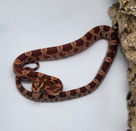 Hypo Corn Snake by A-List Animals