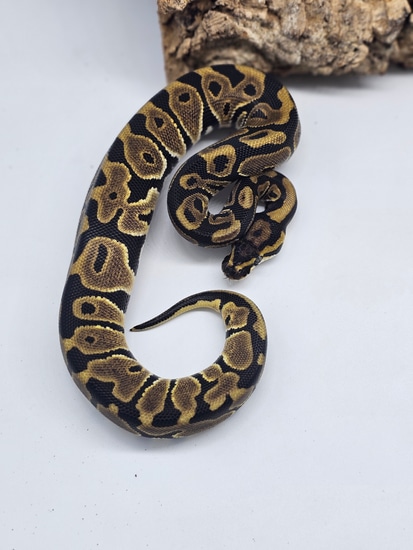Spotnose Fire Dh Axanthic/DG Ball Python by A-List Animals