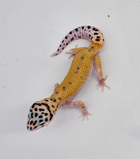 Cipher Leopard Gecko by A-List Animals