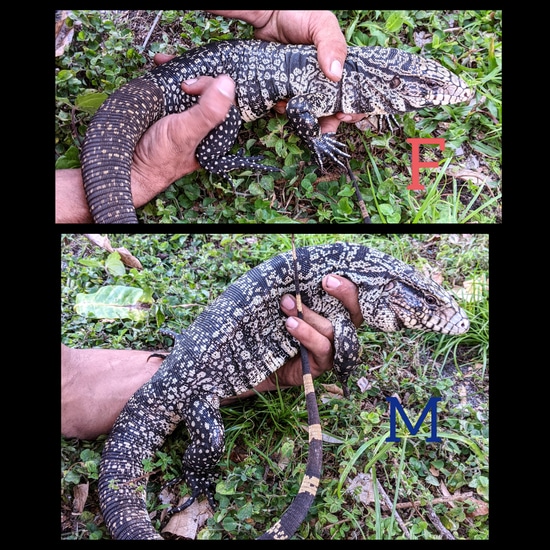 Breeding Pair Of B&W Argentine Tegus by Alivia’s Animals