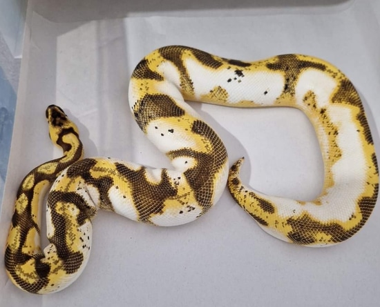 Super (HI) OD Super Enchi Pastel Sugar Ball Python by Royal pythons ...