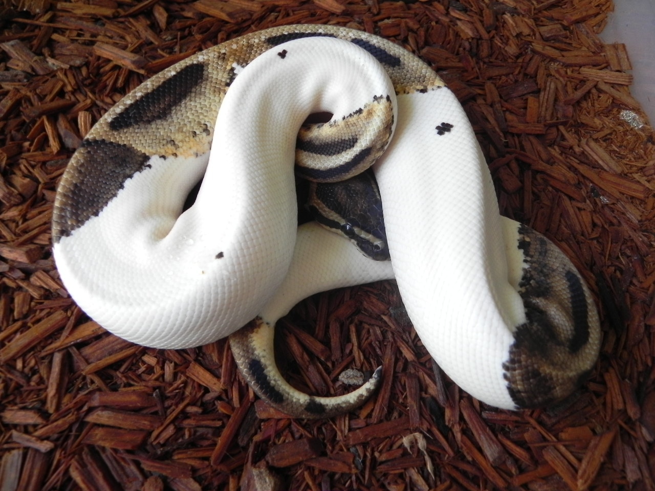 Piebald Ball Python by All Seeing Eye Serpents - MorphMarket