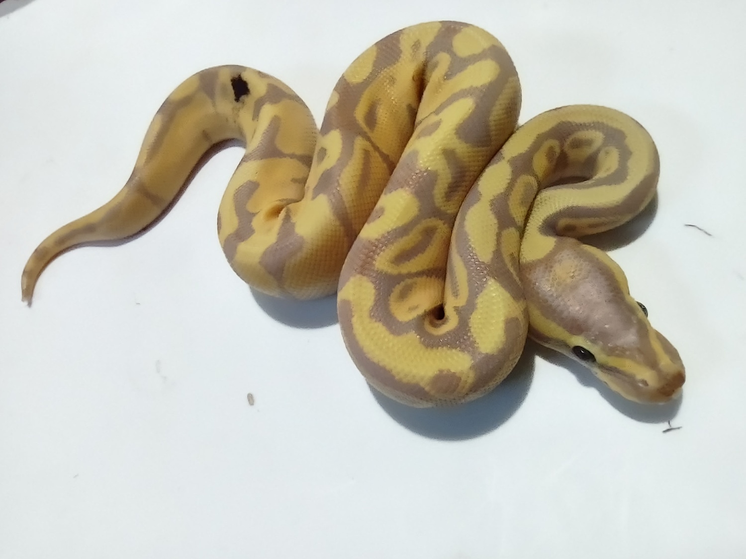 Banana Paradox Ball Python by All Seeing Eye Serpents - MorphMarket