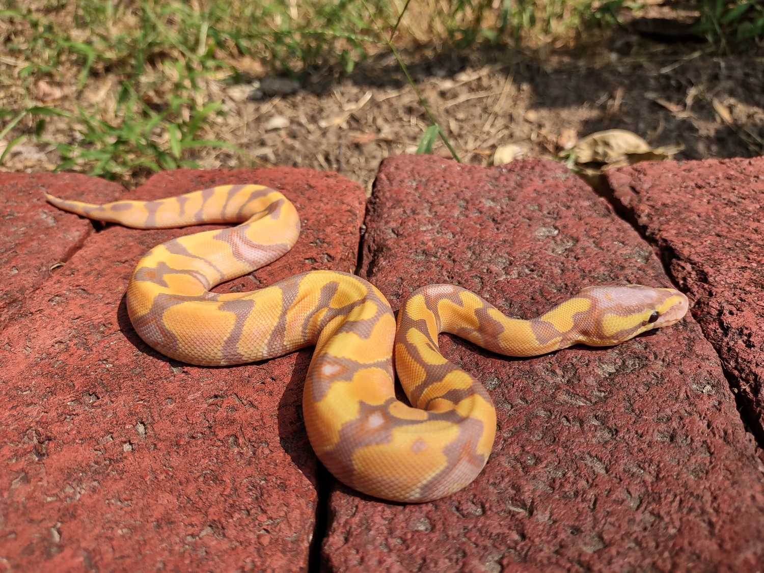 Banana Orange Dream Ball Python by All Seeing Eye Serpents - MorphMarket