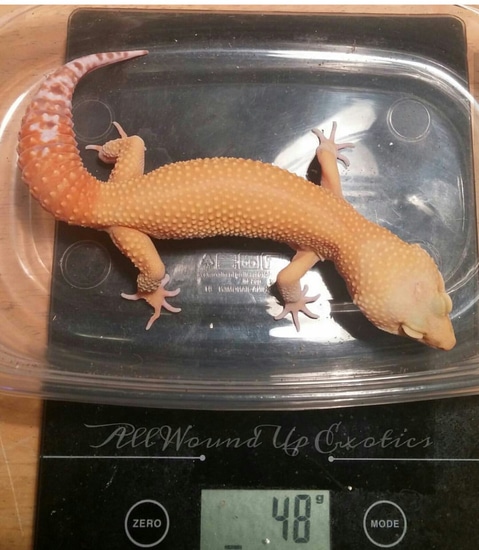 Atomic Rainwater Leopard Gecko by All Wound Up Exotics