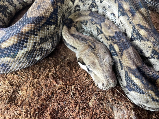 PROVEN Anery Type 2 Het Blood "FORREST" Boa Constrictor by All About Boas
