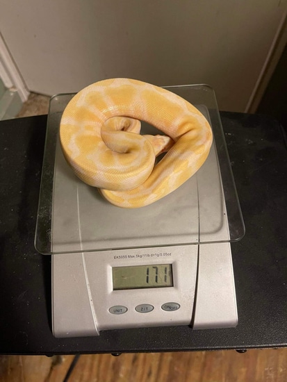 Albino Het Pied Ball Python by Allen’s exotics