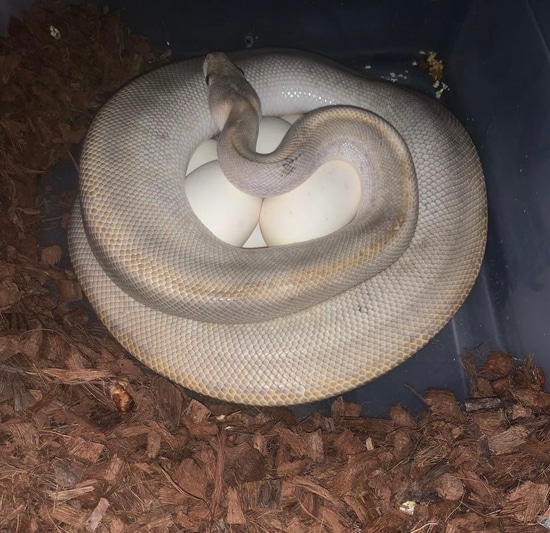 (PROVEN) Champagne Hypo Ball Python by Priceless Pythons