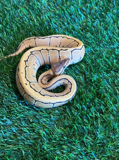 Desert Ghost Pinstripe 50% Het Clown Ball Python by Priceless Pythons