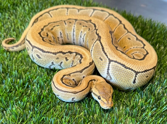 Desert Ghost Pinstripe 50% Het Clown Ball Python by Priceless Pythons