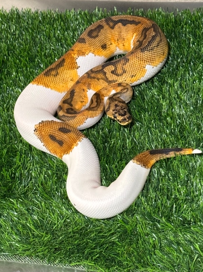 (OD) Clown Pied Ball Python by Priceless Pythons