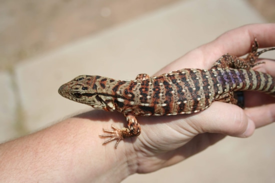 Pure Deep Red Tegu Babies Argentine Tegus by Allexoticsdemarco