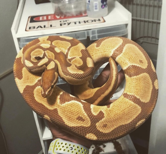 Ultramel Het Pied Ball Python by Royal Class Exotics