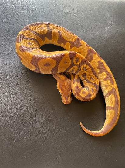 Leopard Ultramel 66% Het Pied Ball Python by Royal Class Exotics