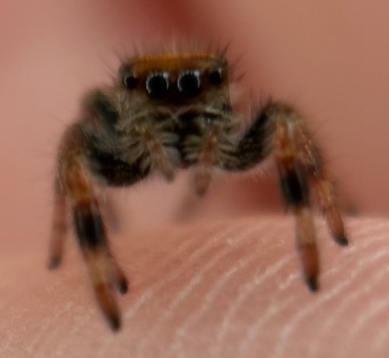 I5 Regal Jumping Spider Slings Phiddipus Regius by Allie’s Spoods