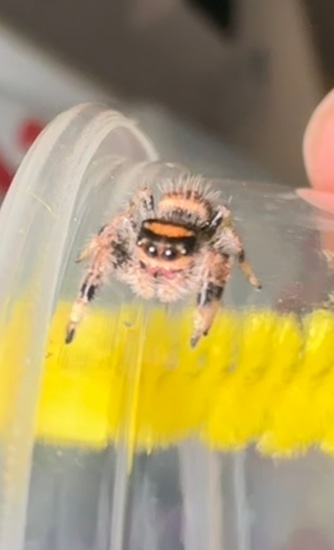 I5- I6 Regal Jumping Spider Phiddipus Regius by Allie’s Spoods