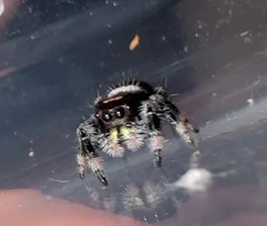 I5-I6 Regal Jumping Spider Phiddipus Regius by Allie’s Spoods