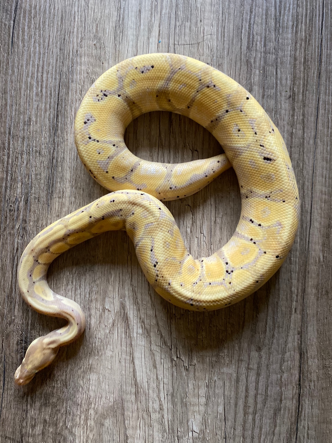 Vanilla Coral Glow Ball Python by Blank - MorphMarket