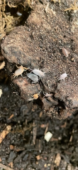 Dozen Mixed Isopods 14 Count! by Creatures