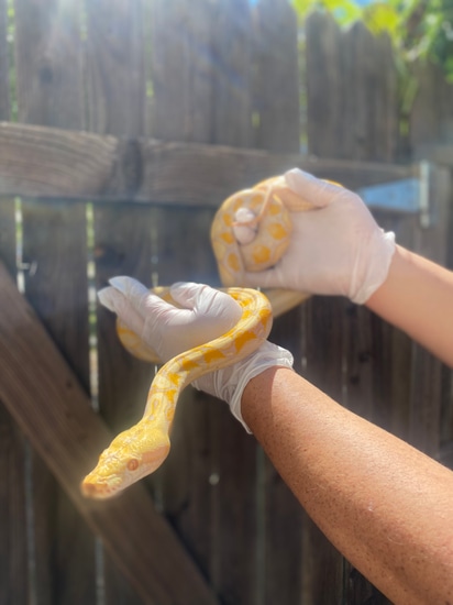 Lavender Albino Het Pied Retic Reticulated Python by All Kine Petz LLC