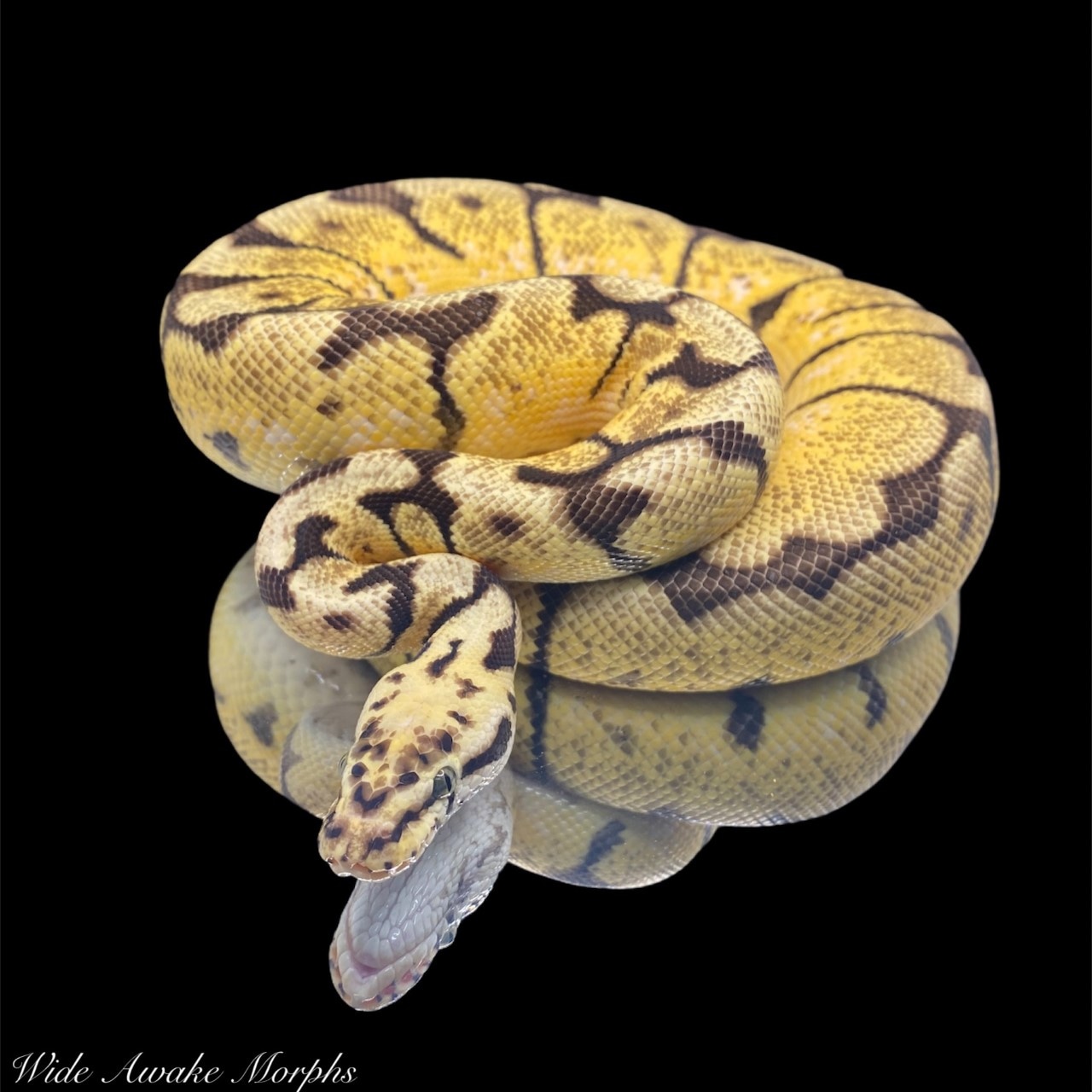Ready To Breed Pastel Spider (Bumblebee) Ball Python by Wide Awake ...