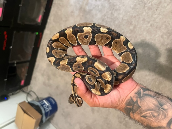 Normal 50% Het Pied 50%het Albino Ball Python by Wide Awake Morphs