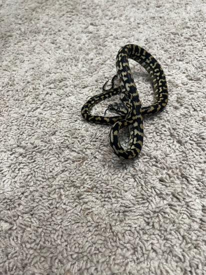 Caramel Carpet Python Coastal Carpet Python by Wide Awake Morphs