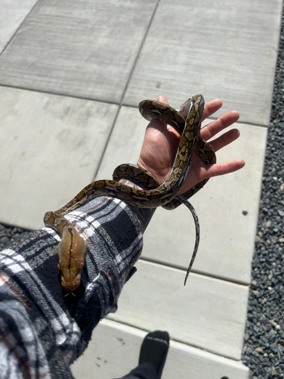 Dwarf Wild Type Reticulated Python by Wide Awake Morphs