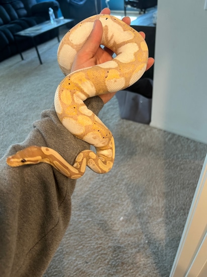 Banana Sugar Enchi Ball Python by Wide Awake Morphs