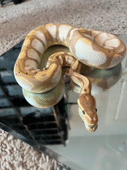 Banana Sugar Enchi Ball Python by Wide Awake Morphs