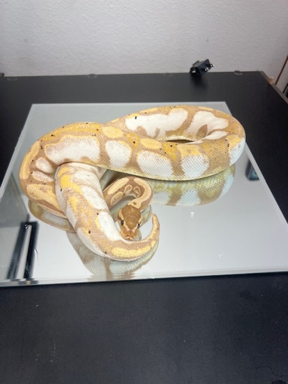Banana Sugar Enchi Ball Python by Wide Awake Morphs