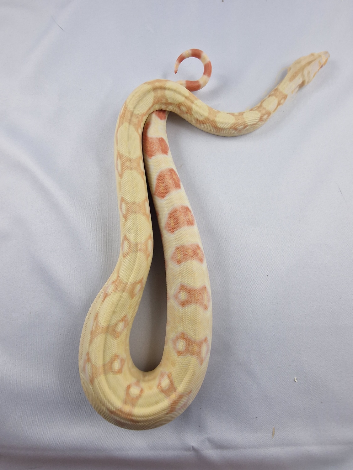 Albino Kahl 50% Anery Boa Constrictor by Temida - MorphMarket
